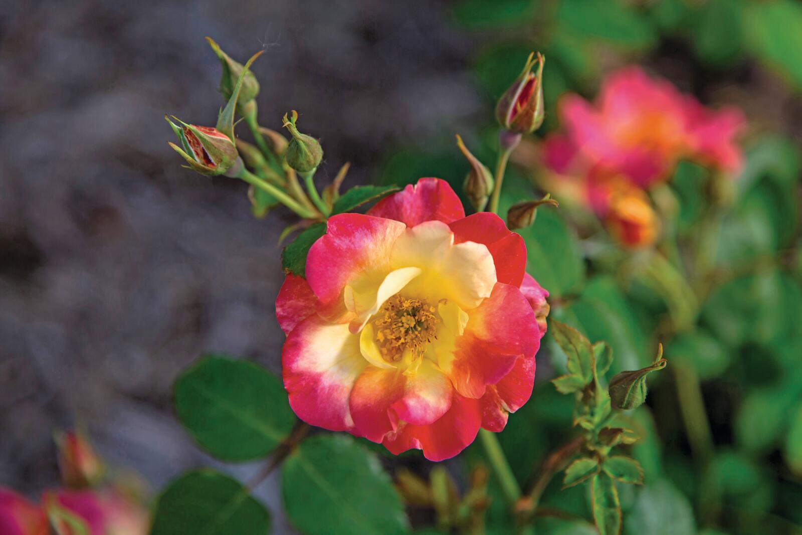 Campfire | First Editions