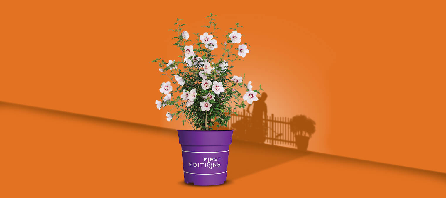 Fiji | First Editions